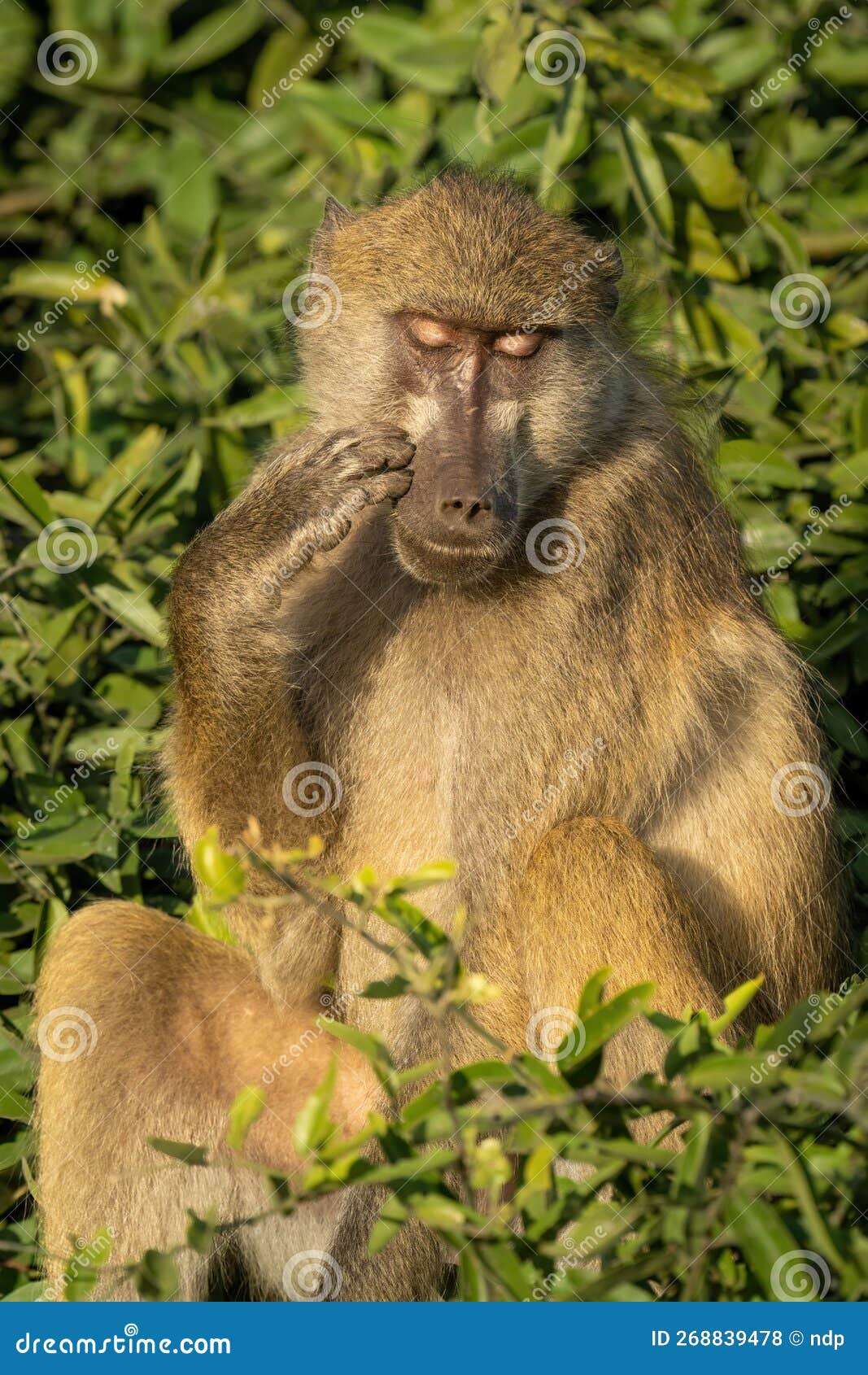 Chacma Baboon Sits in Tree Scratching Cheek Stock Photo - Image of twig ...