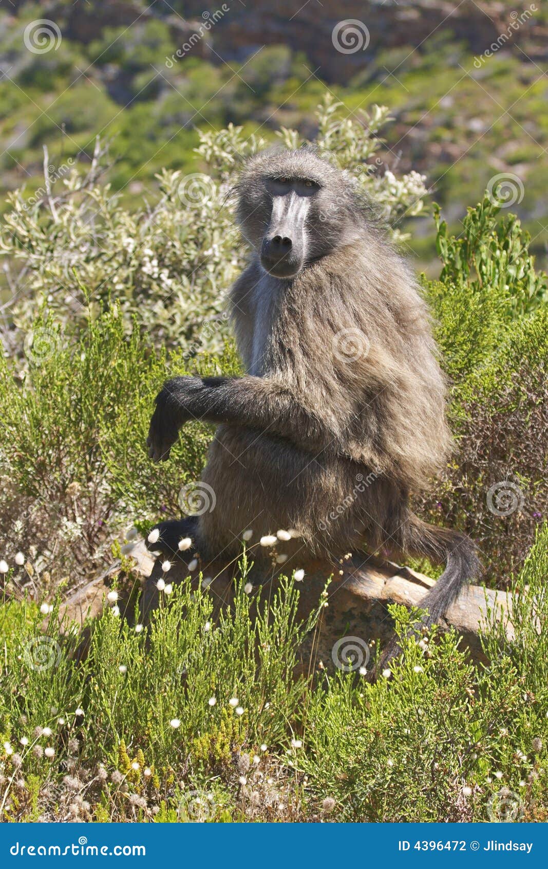 Chacma Baboon Sitting In Fynbos Picture. Image: 4396472