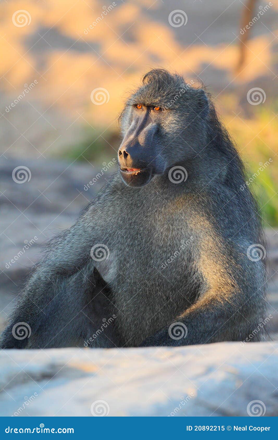 Chacma Baboon Sleeping stock image. Image of easy, mammal - 20892215