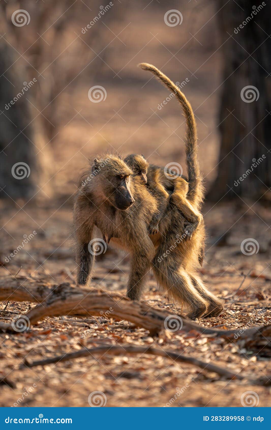 Chacma Baboon Turns with Baby on Back Stock Photo - Image of baby ...