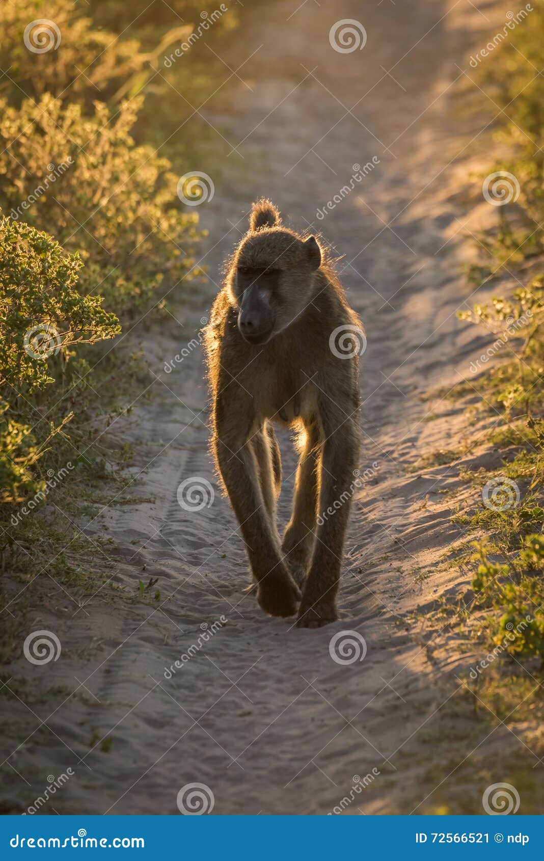 Chacma Baboon Walking Down Track at Dusk Stock Image - Image of sunset ...