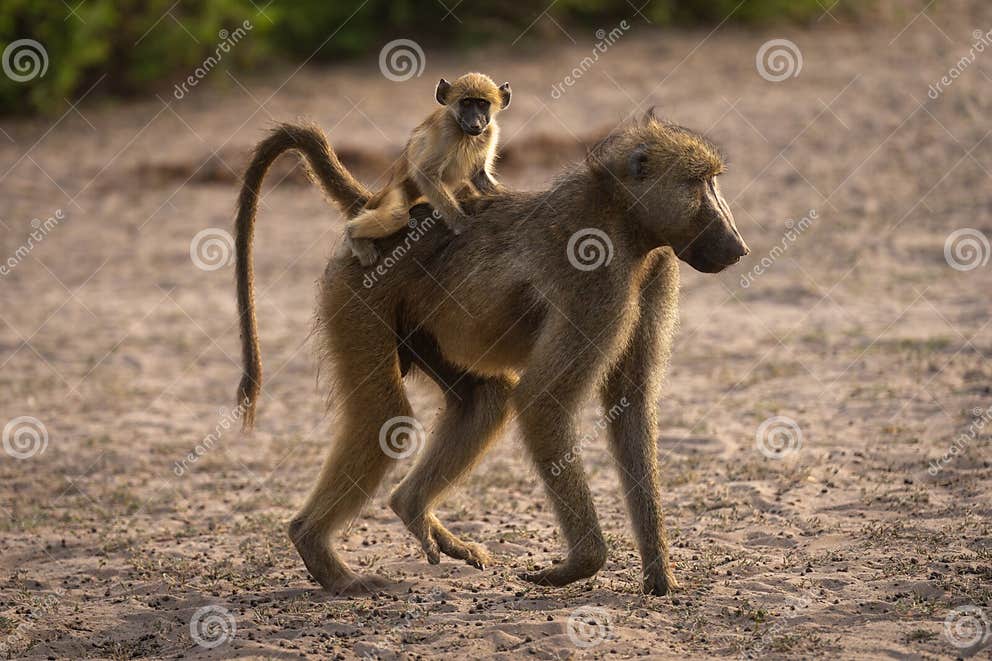 Chacma Baboon Walks with Baby on Back Stock Image - Image of walks ...