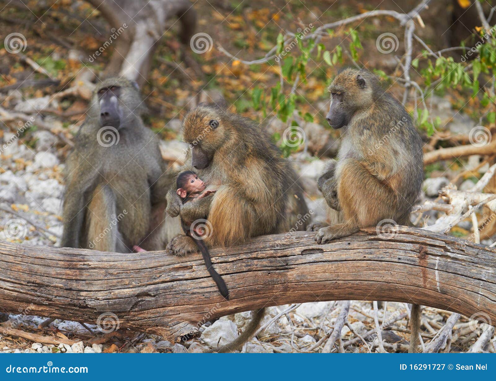 Chacma baboons stock image. Image of mother, animal, botswana - 16291727