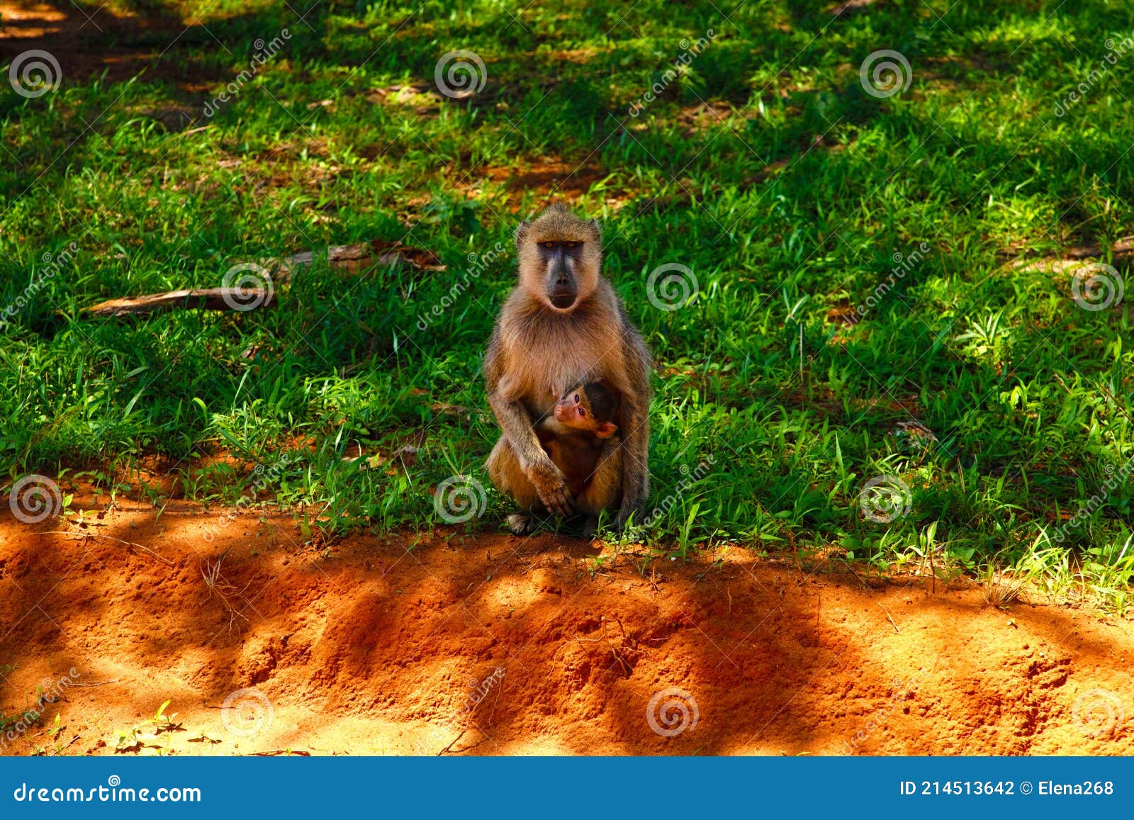 .family of African Olive Baboons with Baby Very Close in the Wild in ...