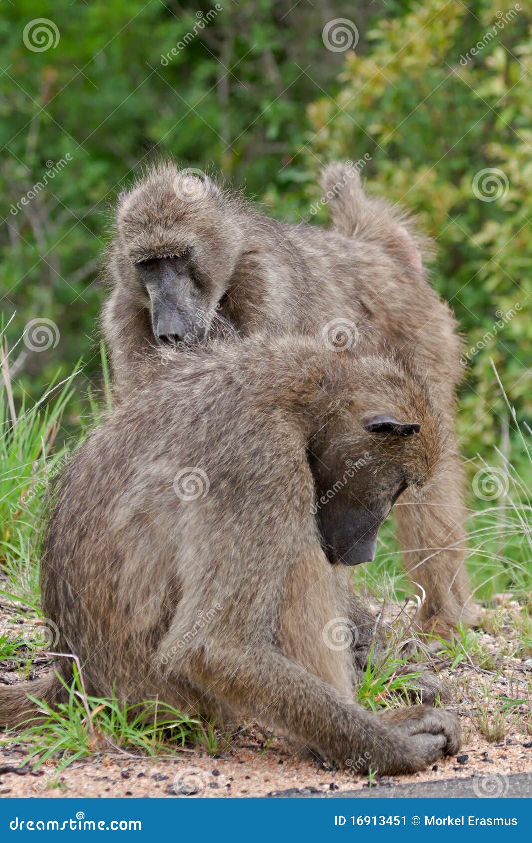 Chacma baboons grooming stock image. Image of mammal - 16913451