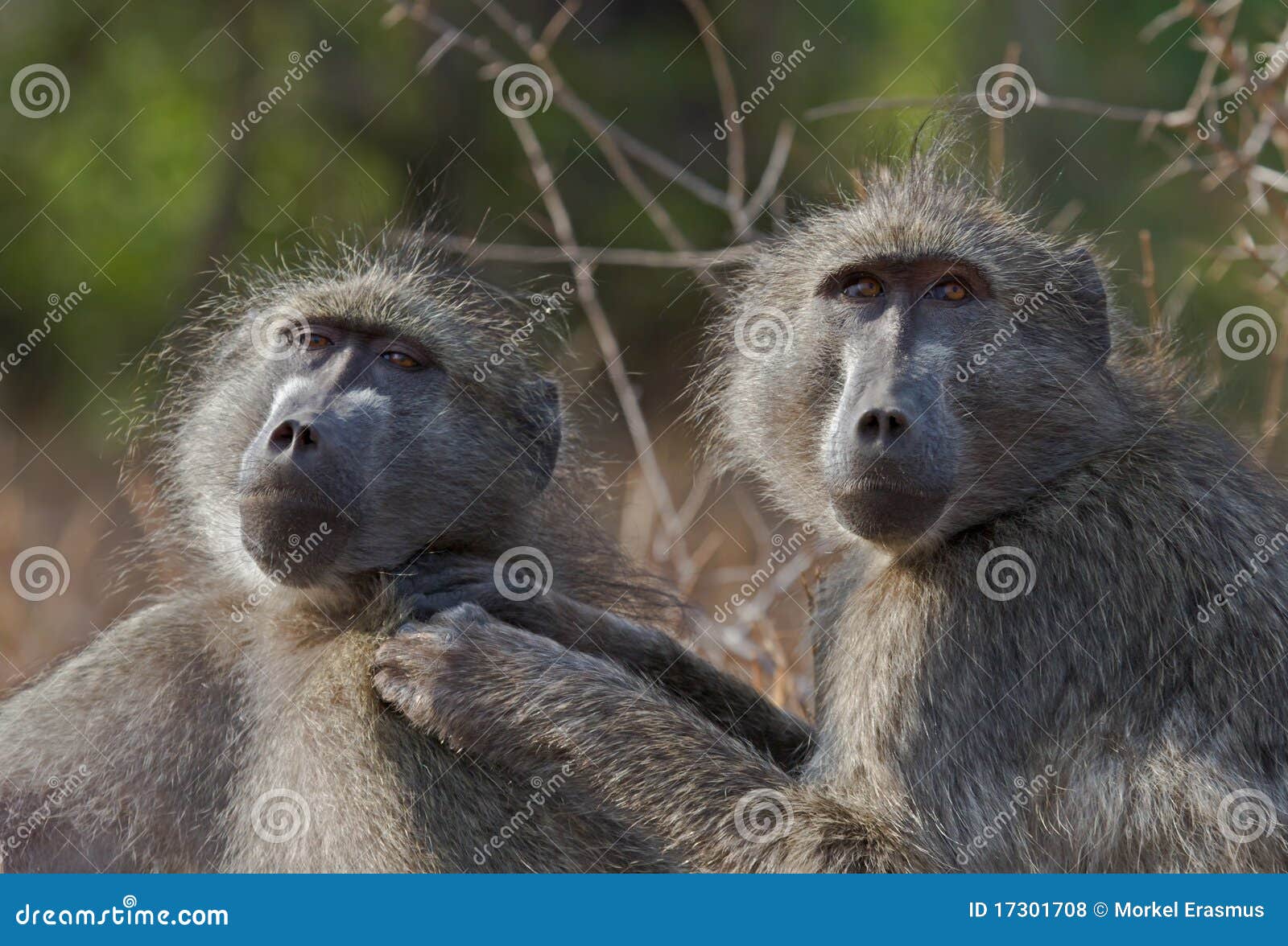 Chacma Baboons Grooming Each Other Stock Photo - Image of safari ...