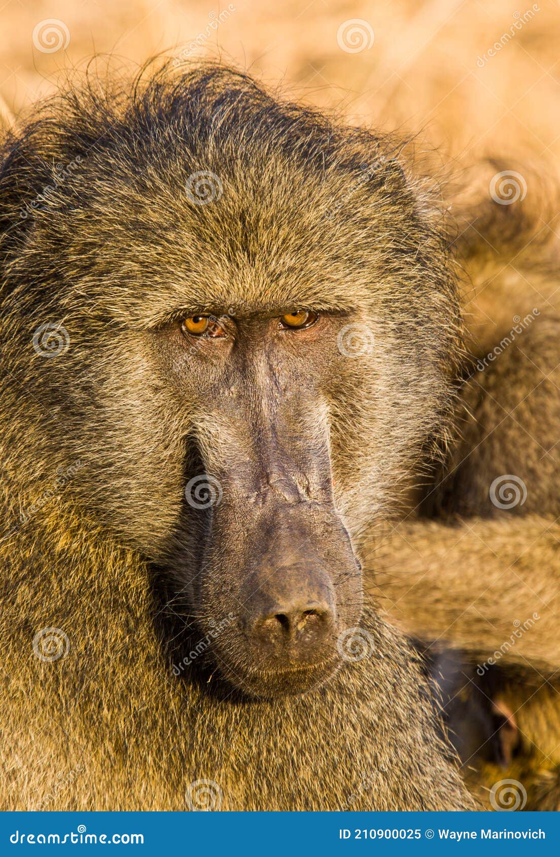 Chacma Baboons Sitting in the African Sun Stock Image - Image of mammal ...