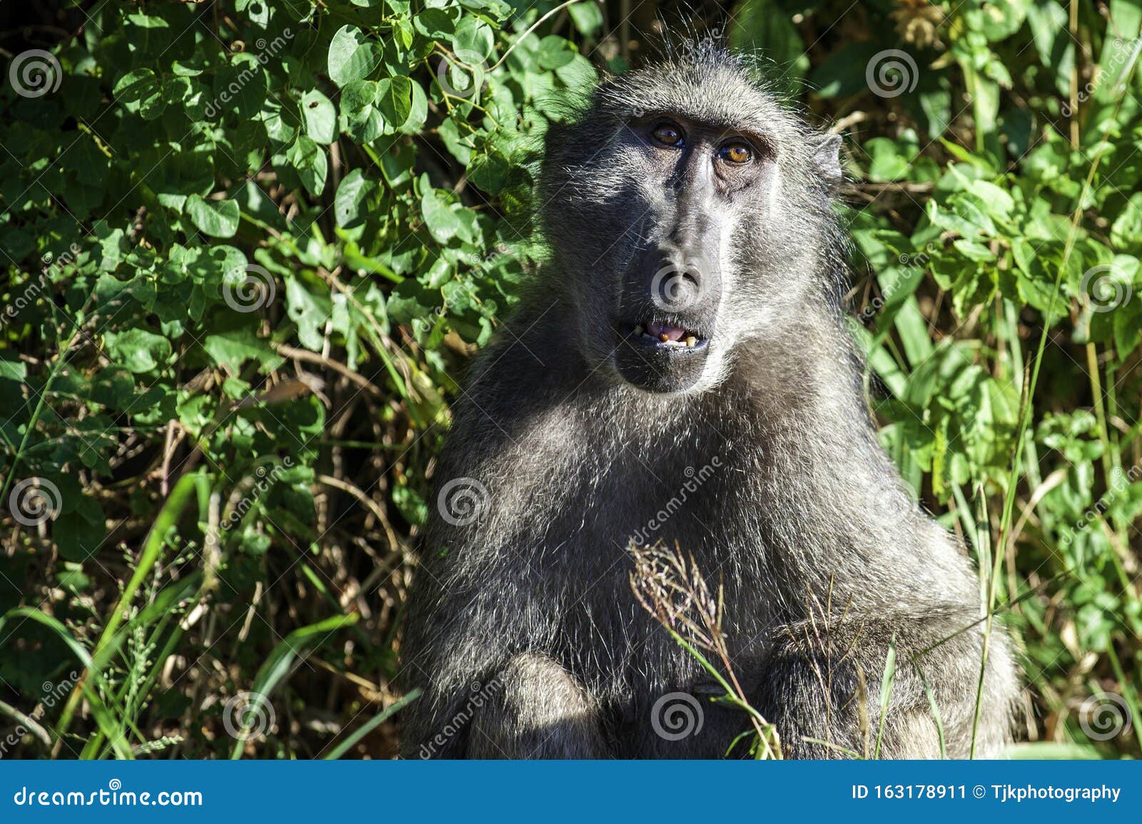 Chacma or Cape Baboon stock image. Image of mother, close - 163178911