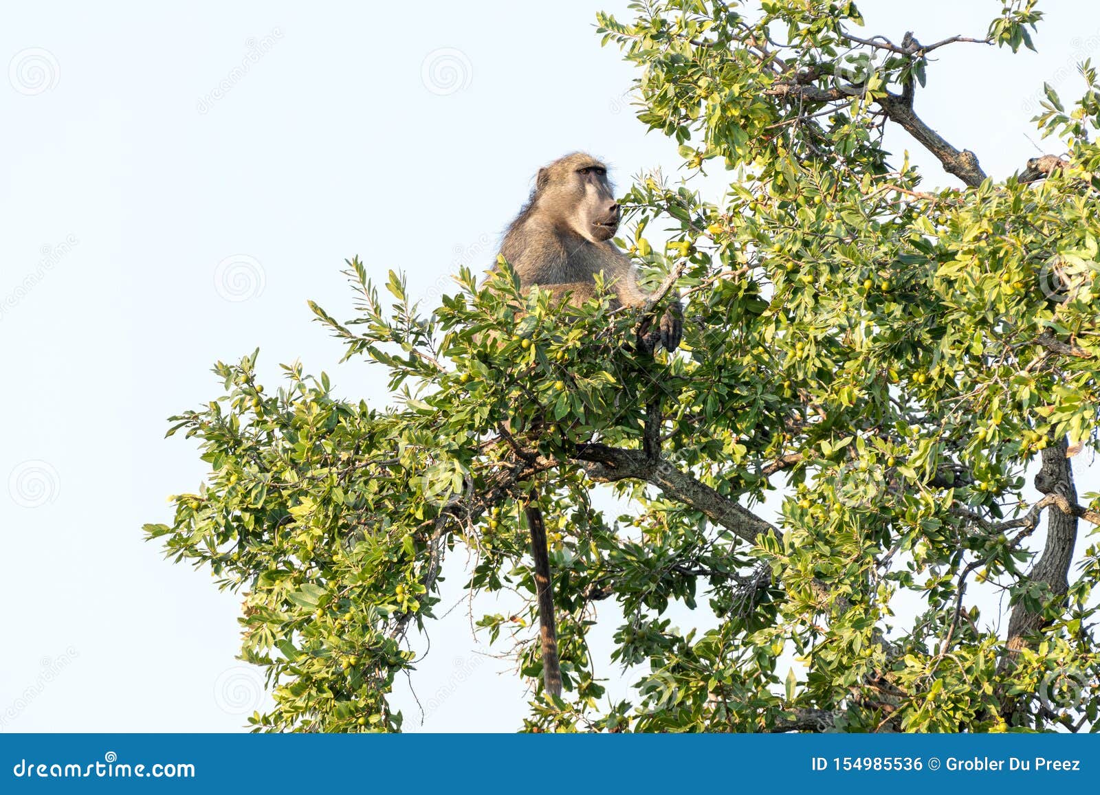 Chacma-Pavian, Papio Ursinus, Sitzend in Einem Baum Stockfoto - Bild ...