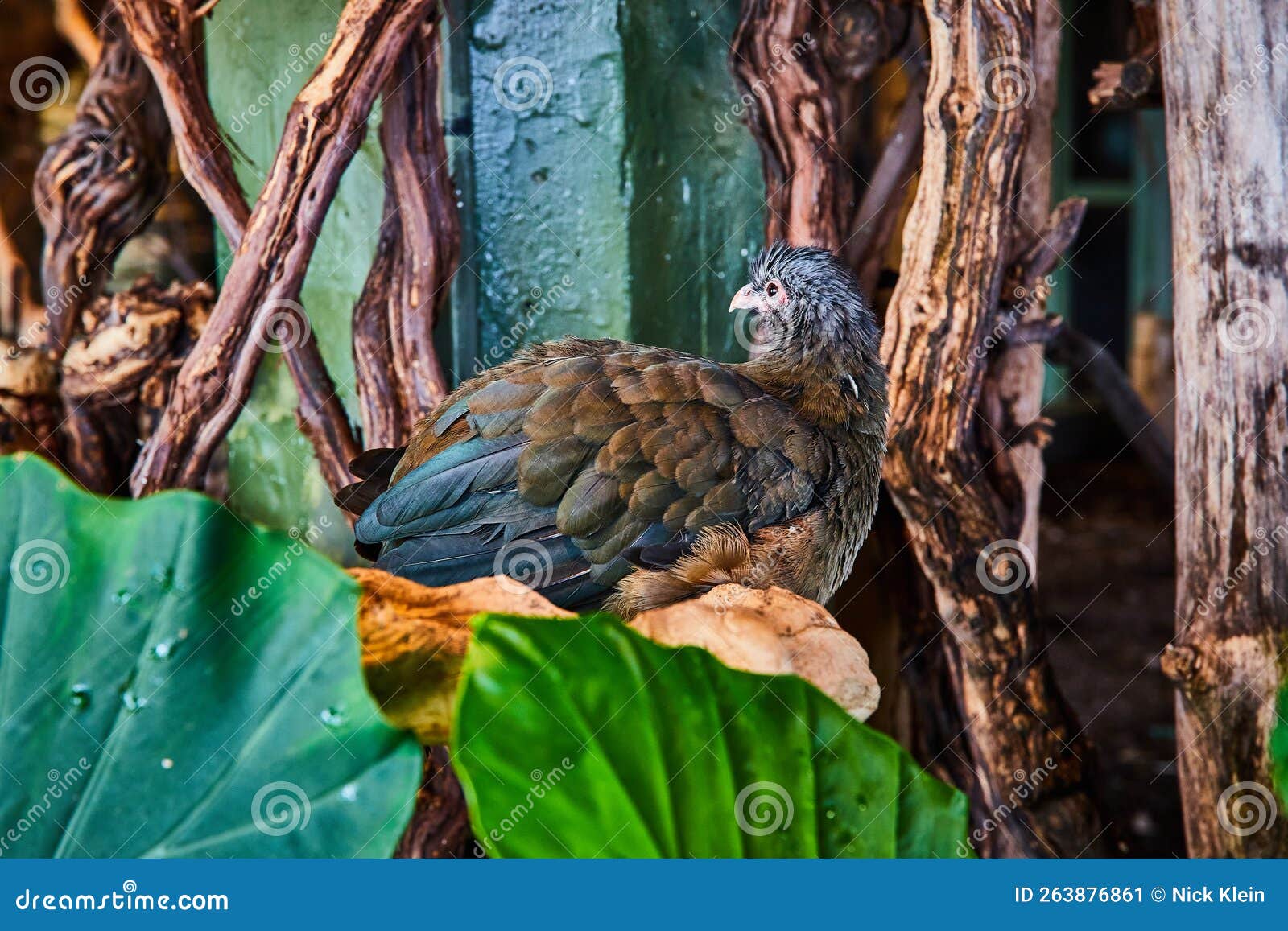 Chaco Chachalaca Bird Resting on Branches in Woods Stock Image - Image ...