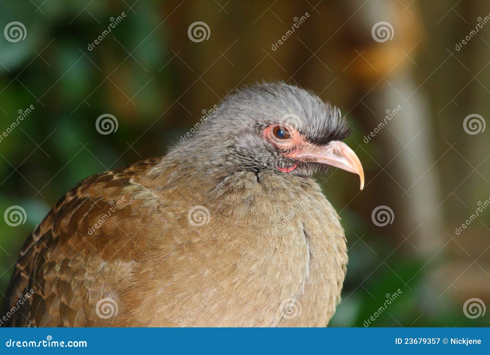 Chaco Chachalaca,ortalis Canicollis Stock Image - Image of chachalaca ...