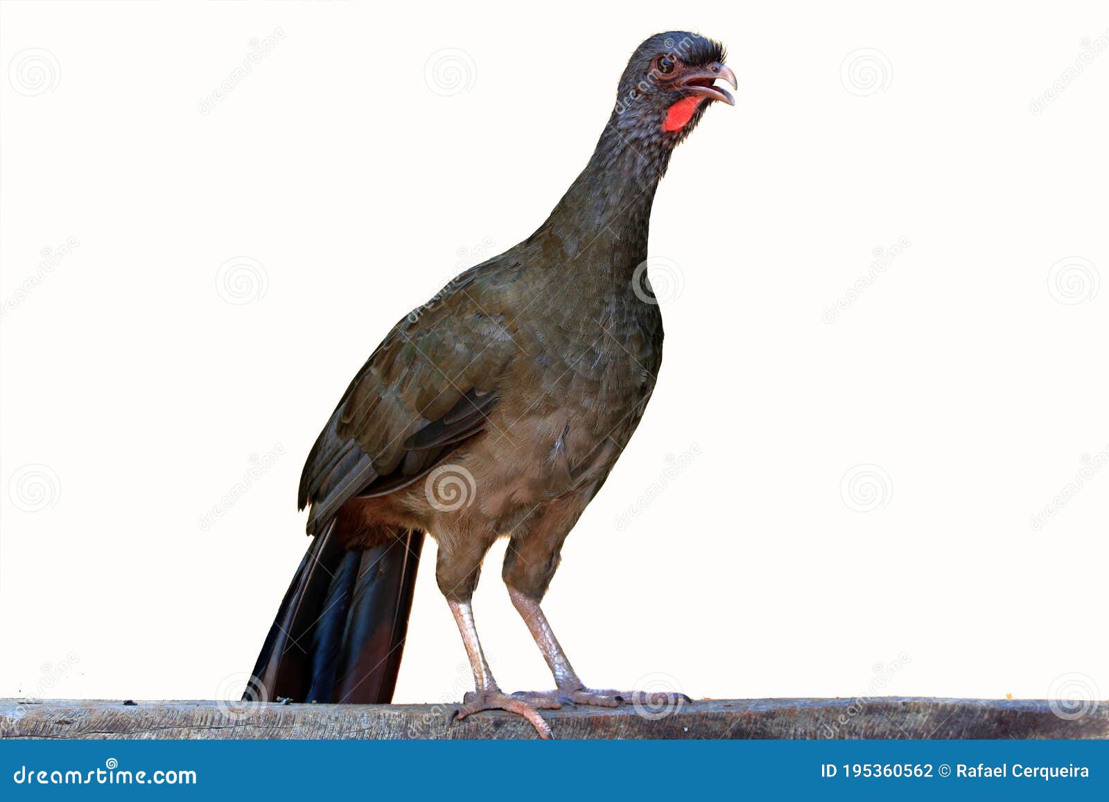 Chaco Chachalaca; Ortalis Canicollis; Isolated on White Stock Photo ...