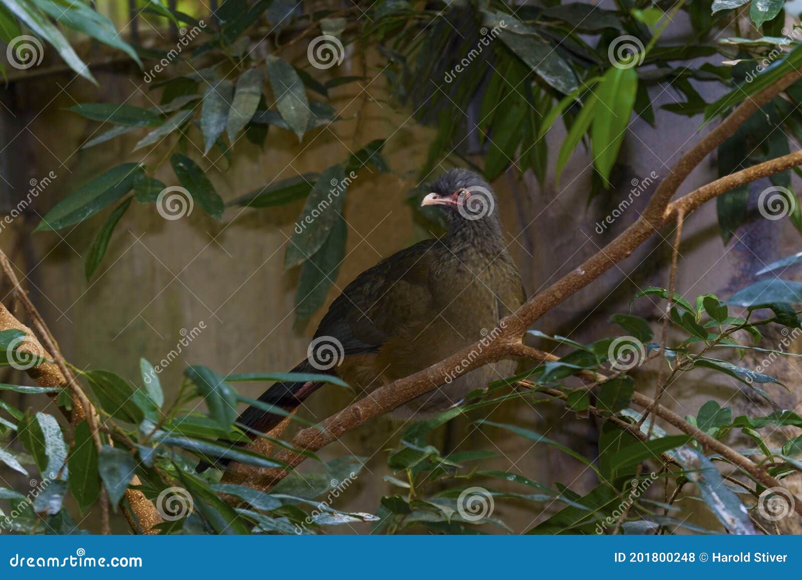 Chaco Chachalaca, Ortalis Canicollis, Perched Stock Photo - Image of ...