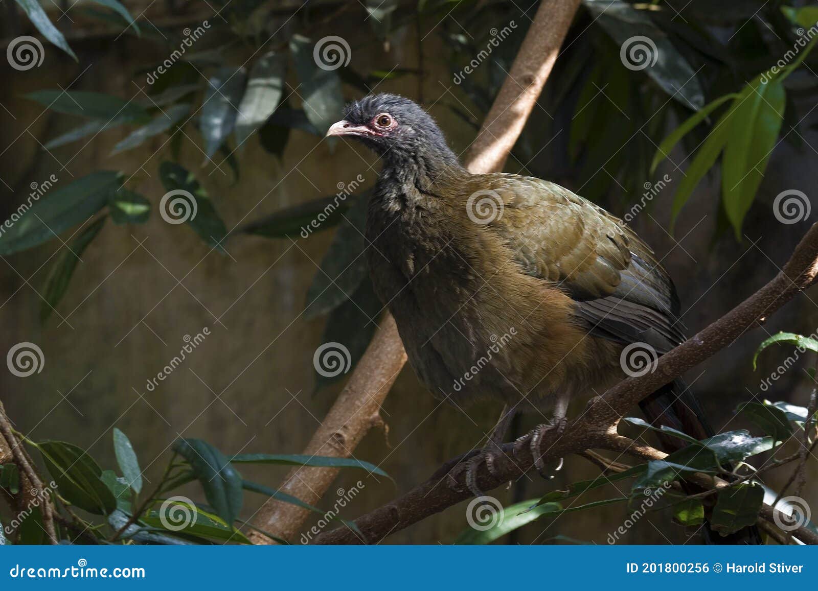 Chaco Chachalaca, Ortalis Canicollis, Perched in Tree Stock Photo ...