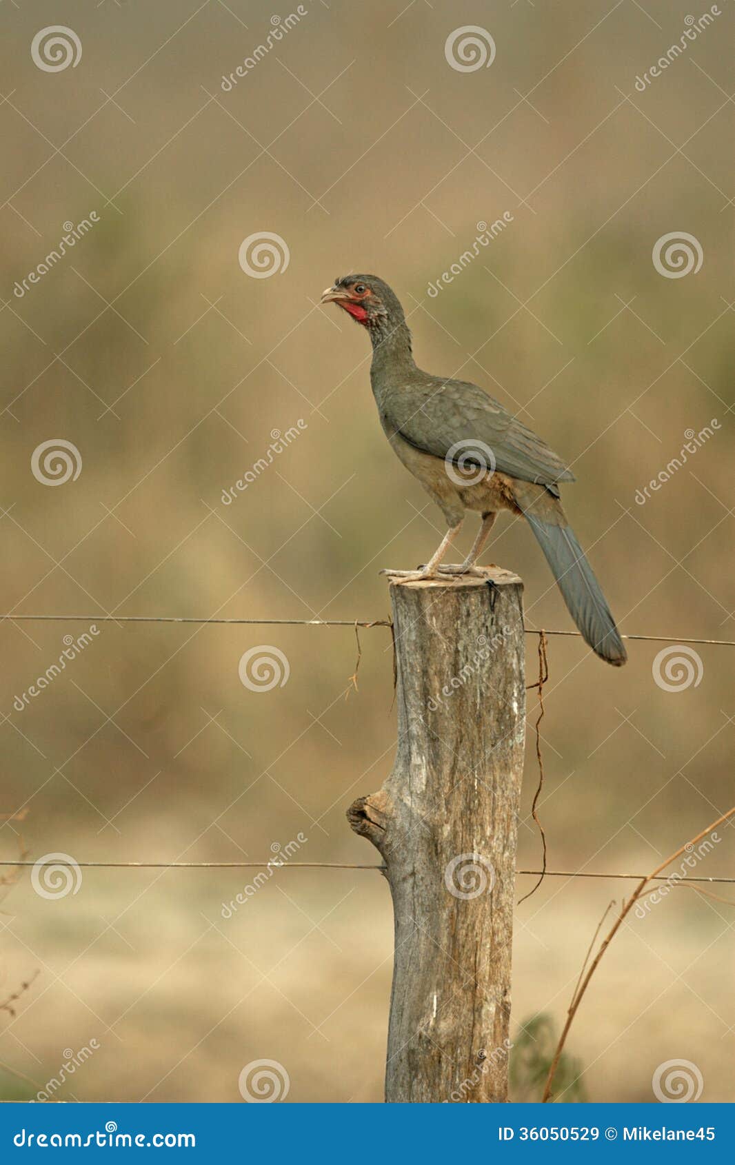 Chaco Chachalaca, Ortalis Canicollis Stock Image - Image of chachalaca ...
