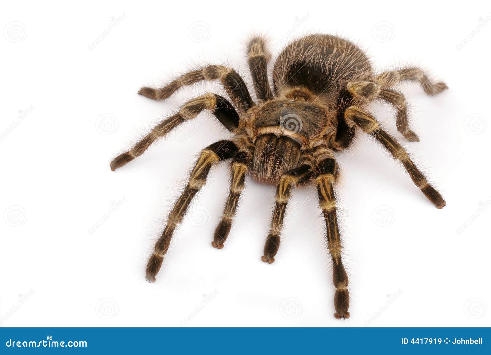 Chaco Golden Knee Tarantula Photos - Free & Royalty-Free Stock Photos ...