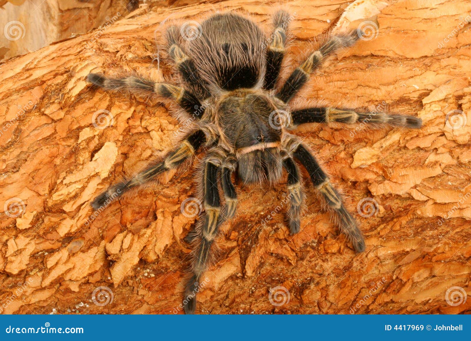 Chaco Golden Knee Tarantula Stock Image - Image of exoskeleton, creepy ...