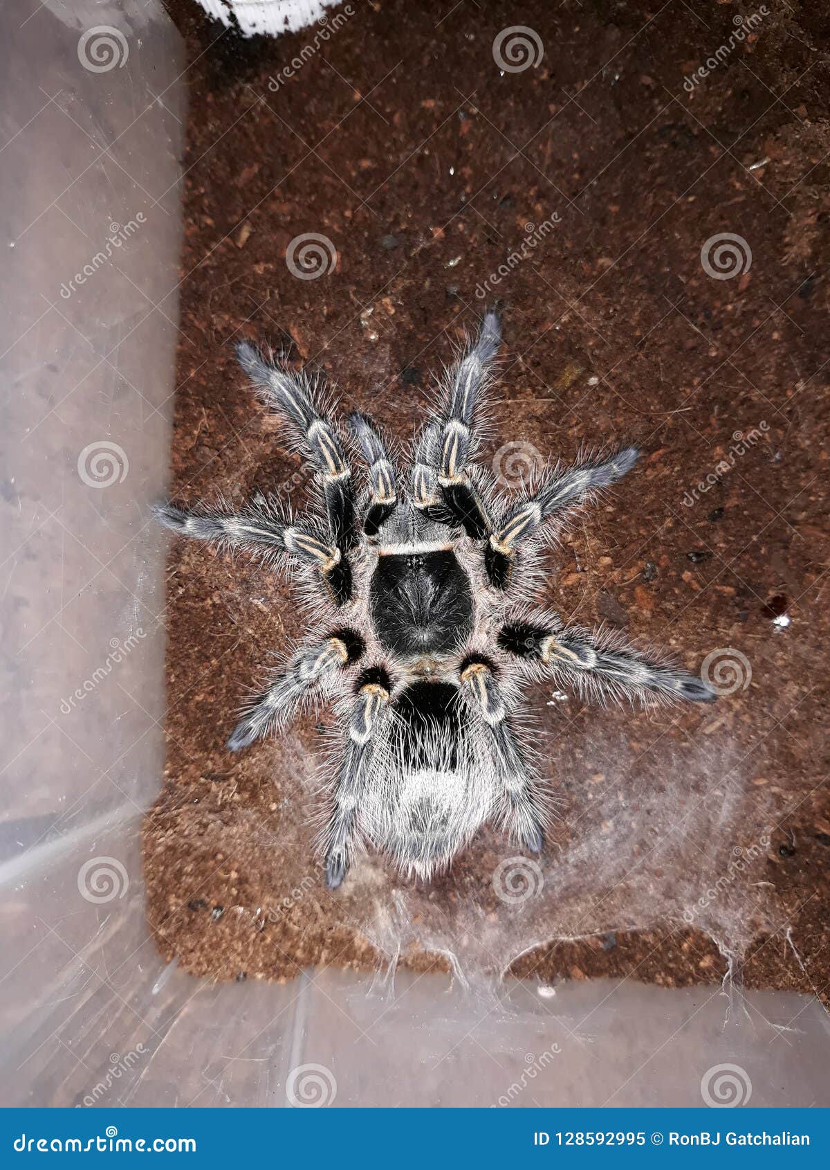 Chaco Golden Knee Tarantula Stock Image - Image of knee, tarantula ...