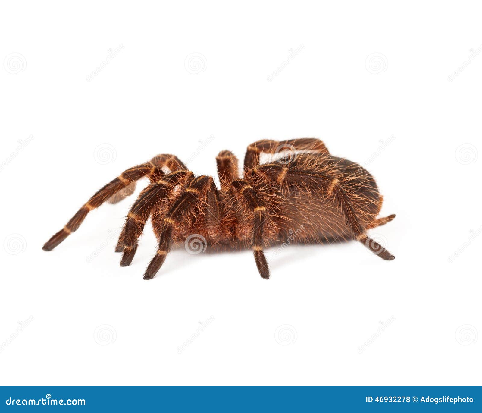 Chaco Golden Knee Tarantula Side View Stock Photo - Image of cutout ...
