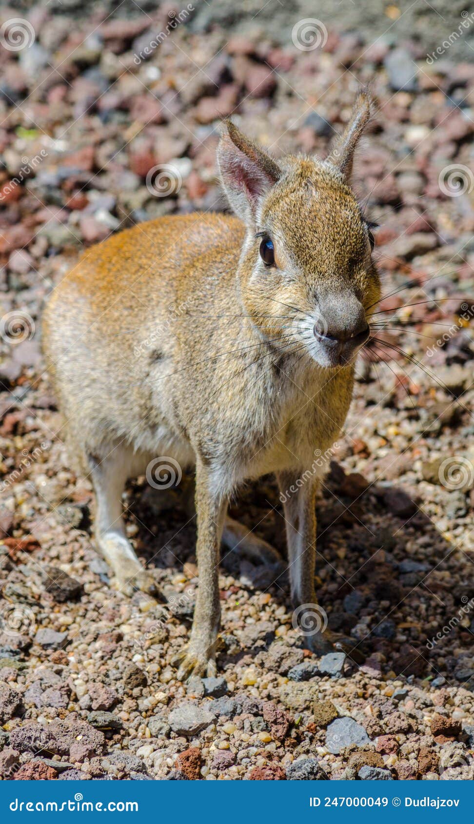 Chacoan Mara (Dolichotis Salinicola)...IMAGE Stock Image - Image of ...