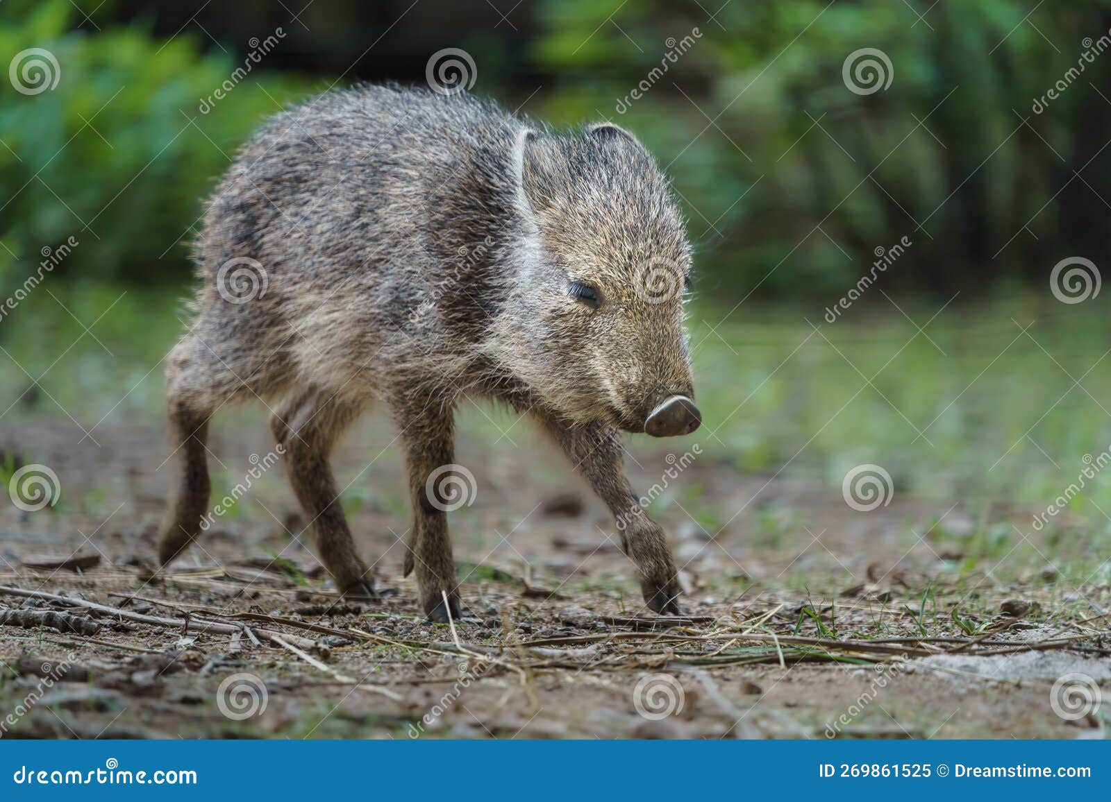 Chacoan peccary stock image. Image of protected, outside - 269861525