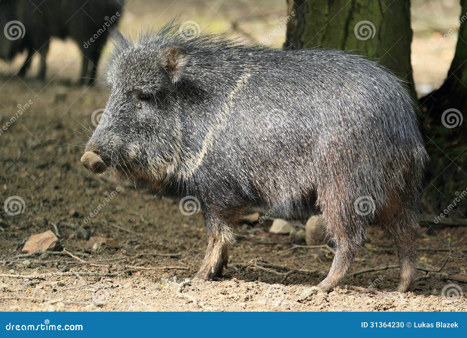 Chacoan Peccary Royalty-Free Stock Photography | CartoonDealer.com ...