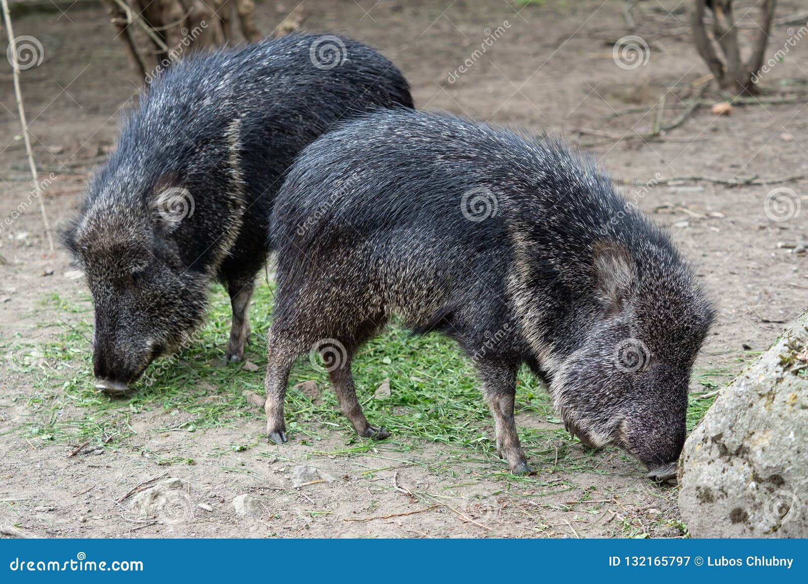 Chacoan Peccary Catagonus Wagneri Stock Image - Image of beautiful ...