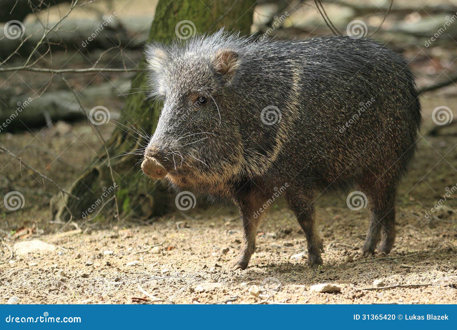 Chacoan peccary stock photo. Image of adult, catagonus - 31365420