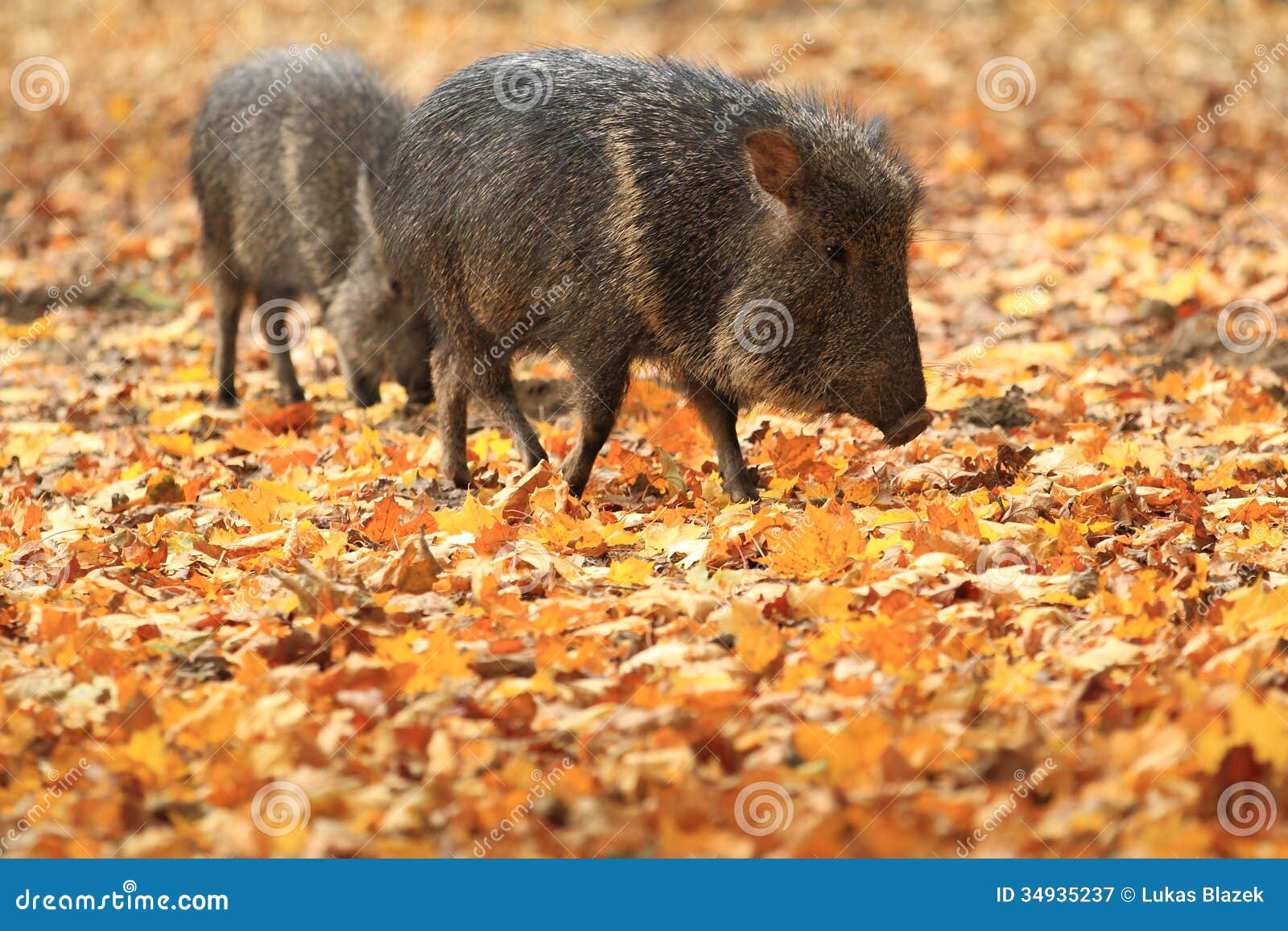 Chacoan-Pekari stockbild. Bild von säugetier, pekari - 34935237
