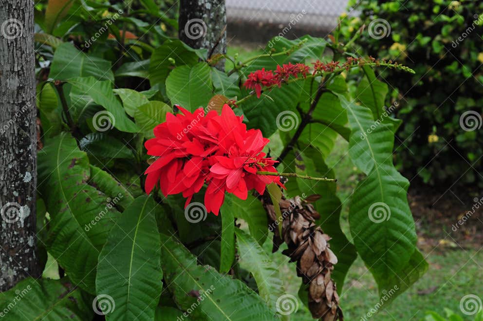 Chaconia Flower stock image. Image of object, flower - 97976253