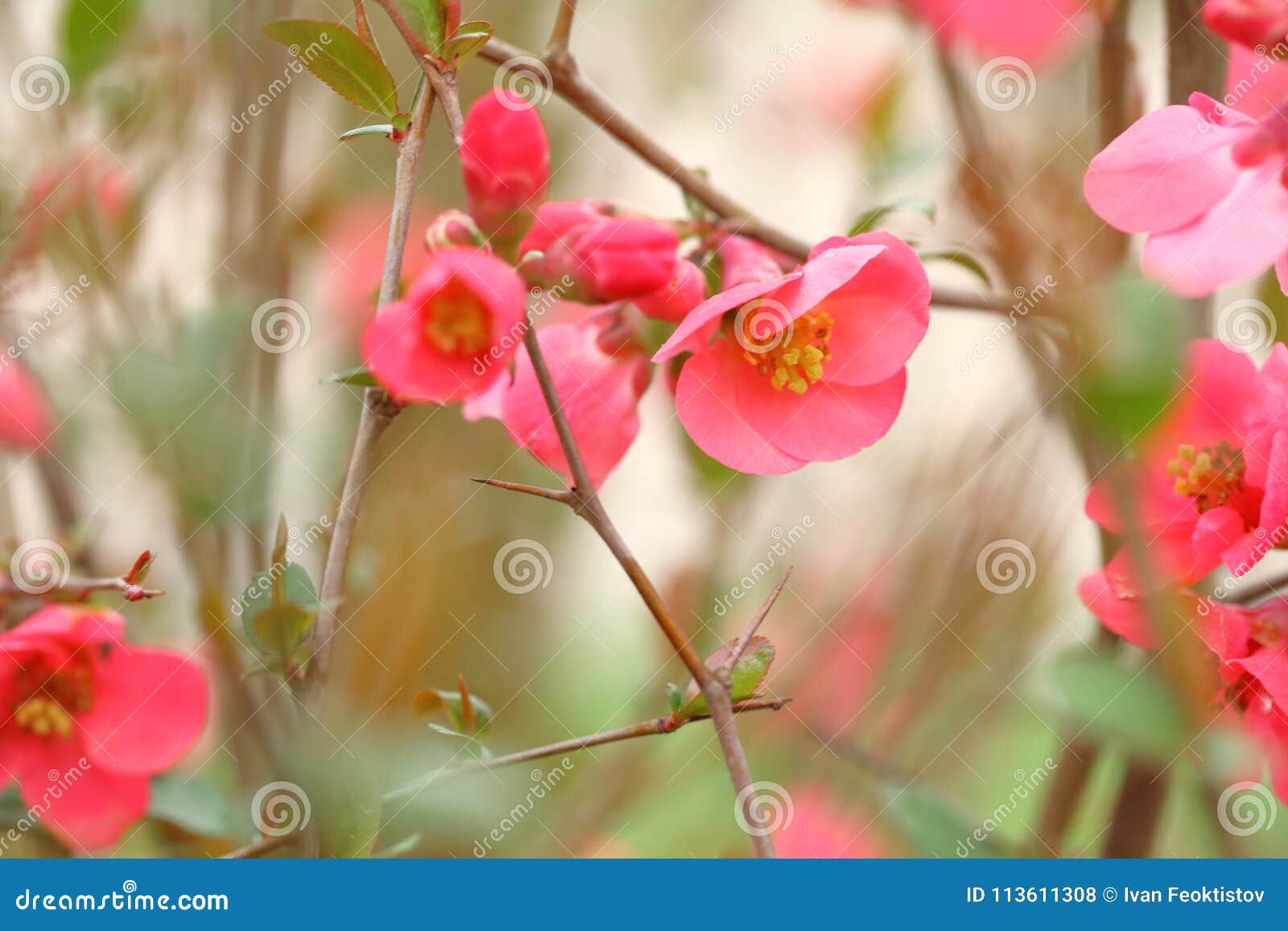 Chaenomeles Branch in Blossom Stock Photo - Image of blossoming ... Chaenomeles Branch in Blossom Stock Photo - Image of blossoming ...