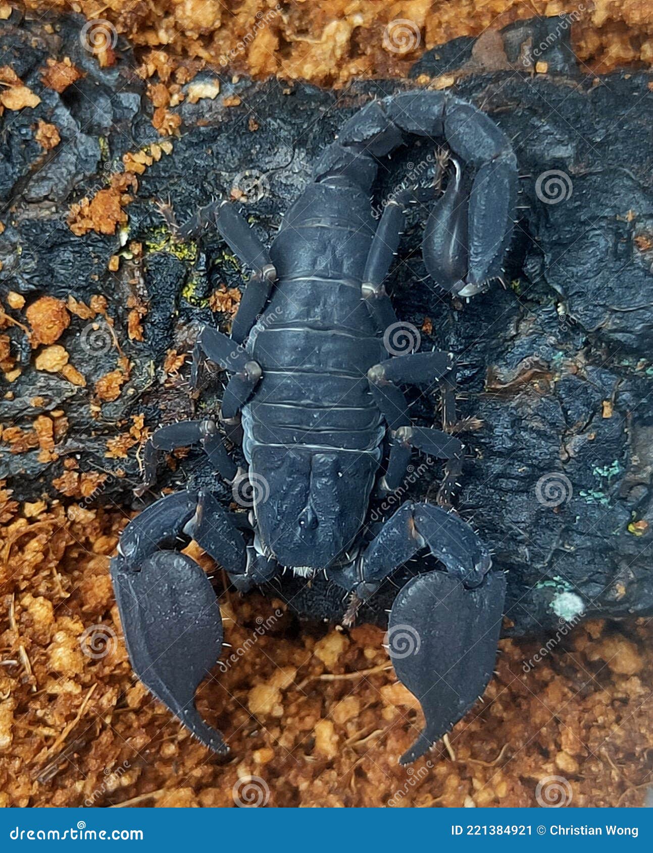 Chaerillus Java scorpion stock image. Image of insect - 221384921