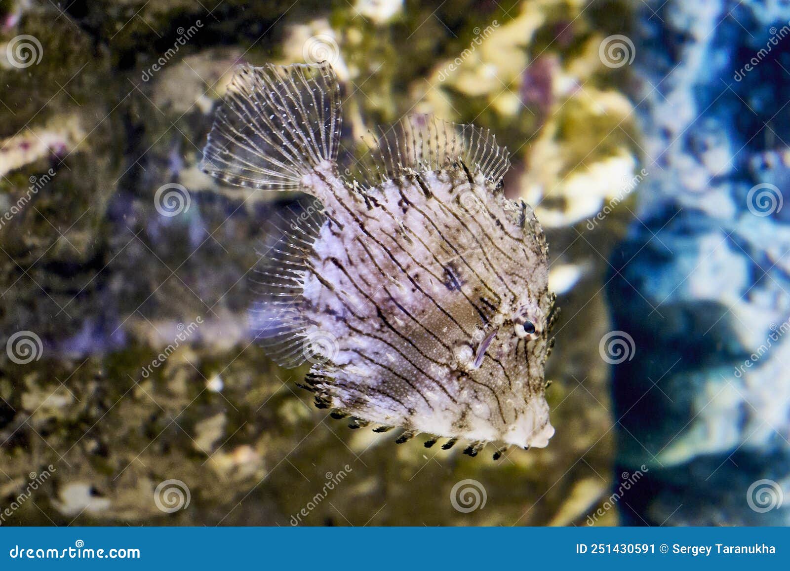 Chaetoderma Ragpicker Chaetodermis Penicilligerus Tropical Fish ...