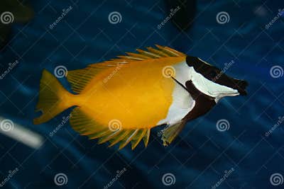 Chaetodon, exotic fish stock image. Image of colour, fresh - 1464955