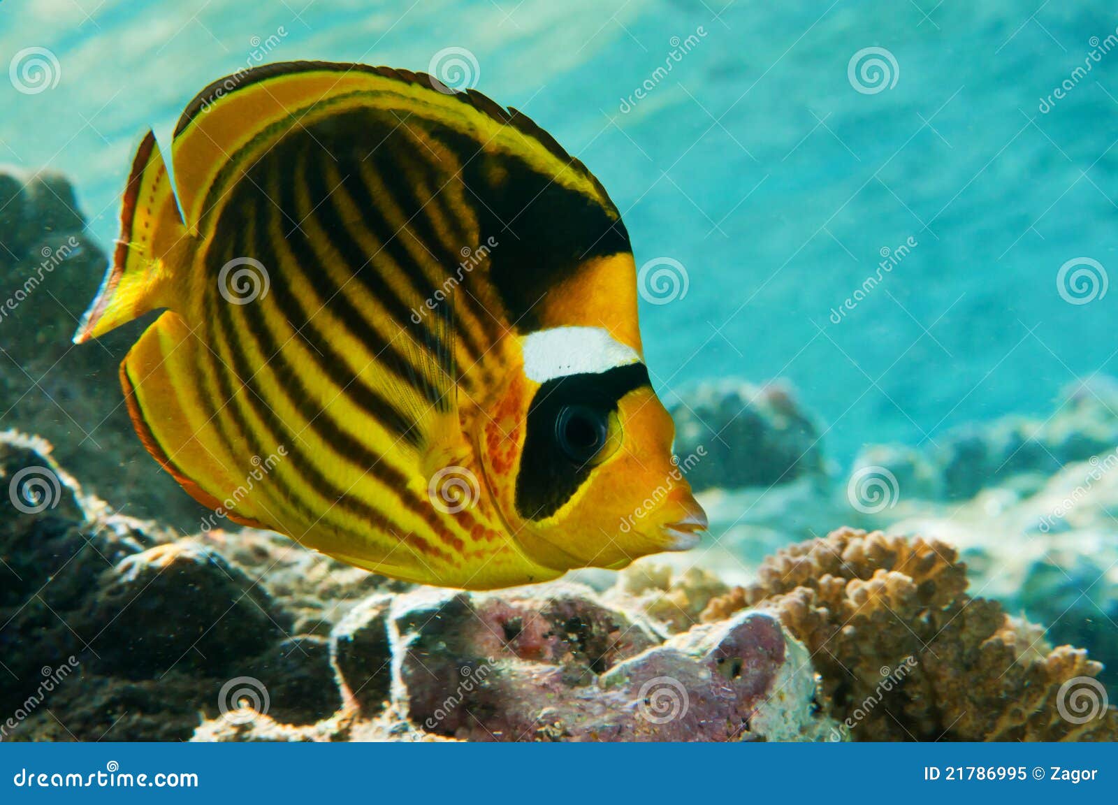 Chaetodon fasciatus stock image. Image of underwater - 21786995