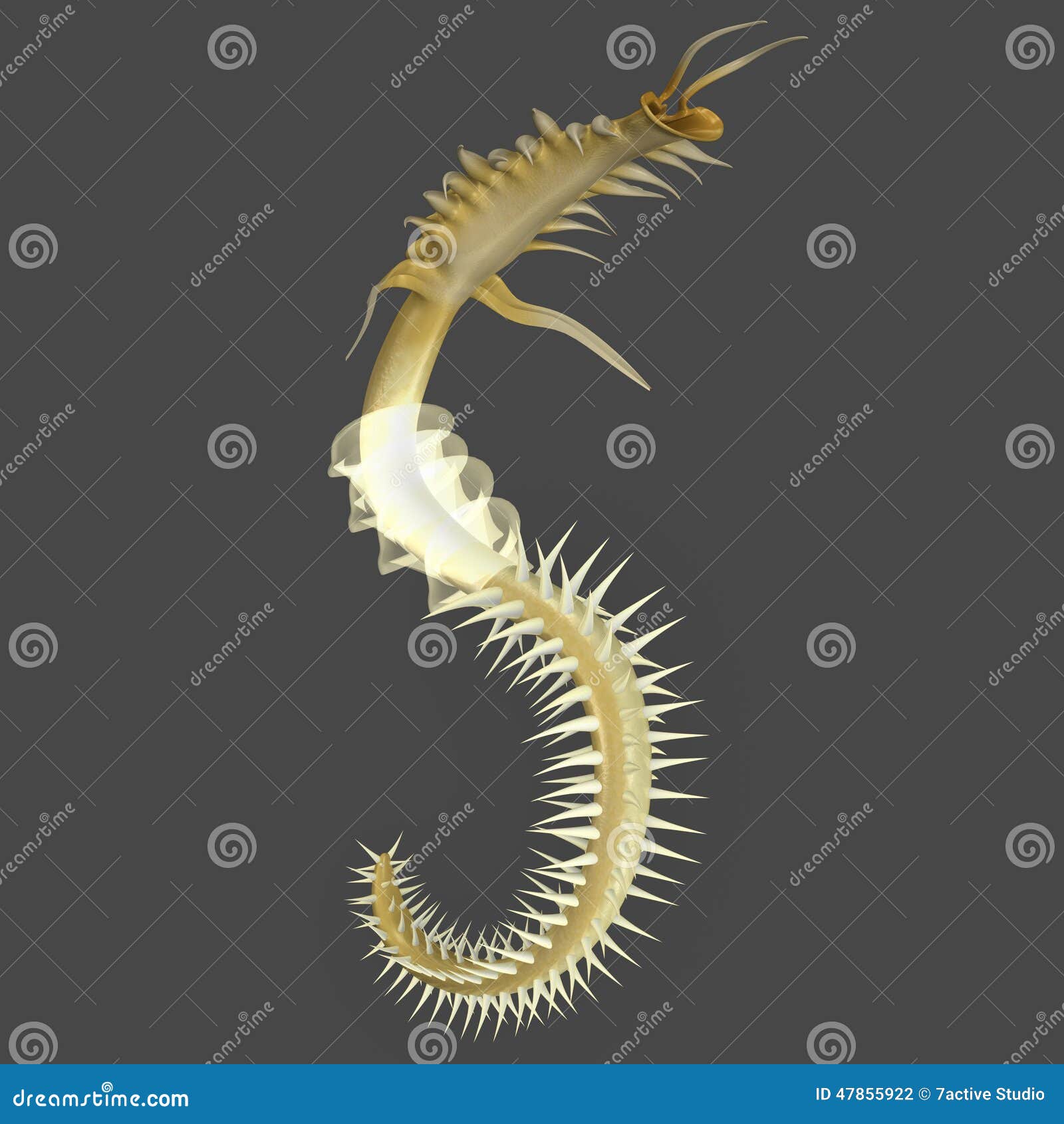 Chaetopterus ilustração stock. Ilustração de zoologia - 47855922