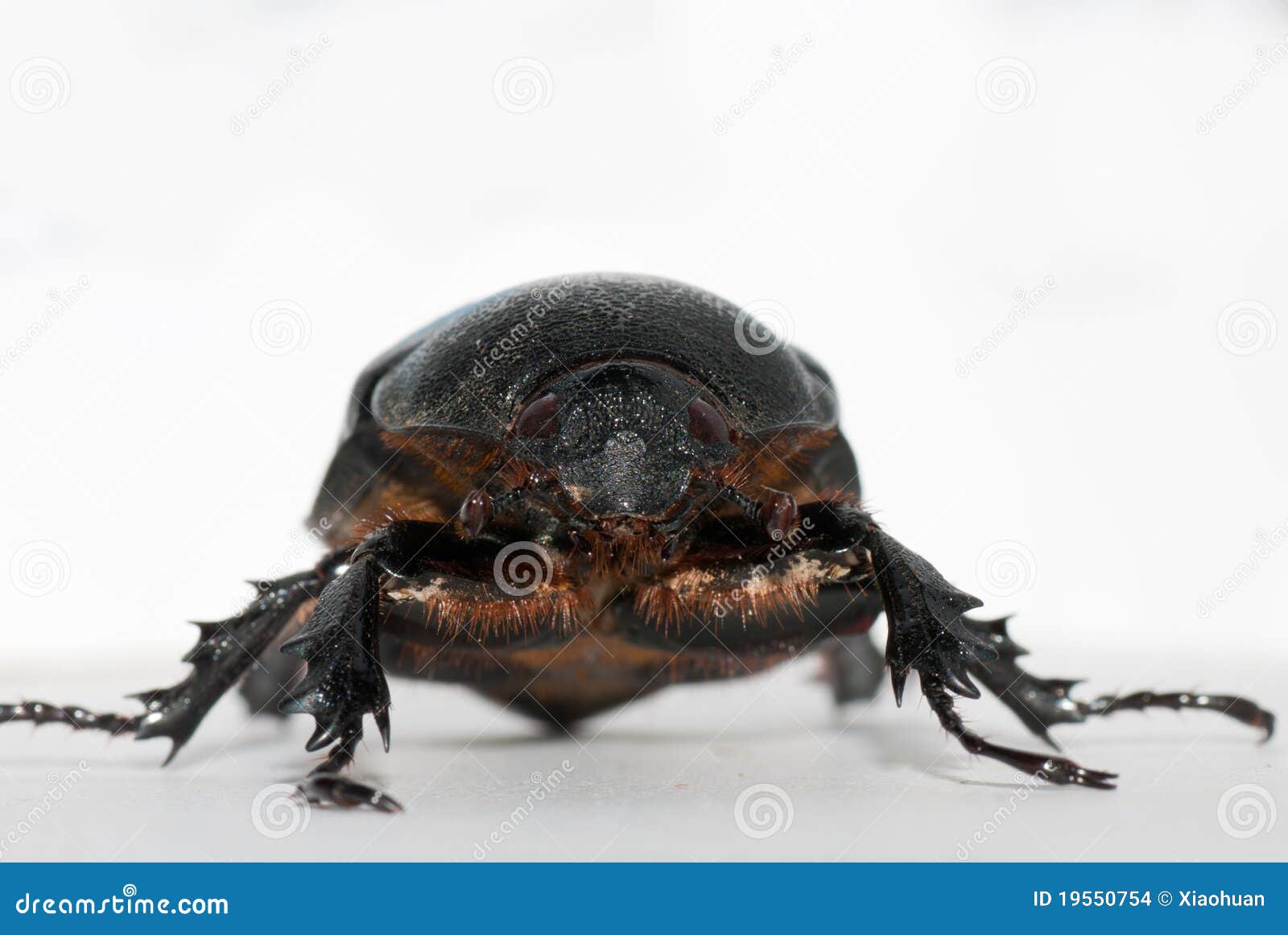 Chafer stock photo. Image of arthropoda, large, scarab - 19550754