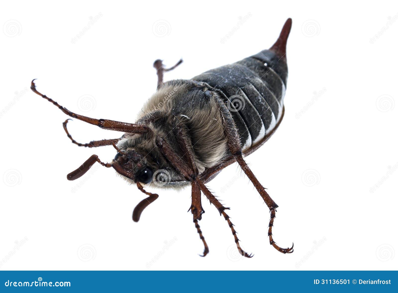 Chafer stock afbeelding. Image of wild, insecten, juni - 31136501
