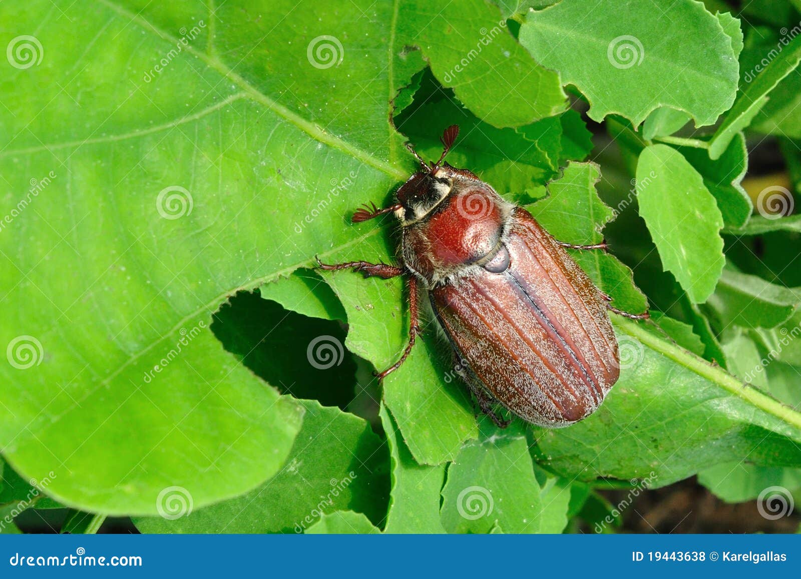Chafer beetle stock photo. Image of blade, wing, cockchafer - 19443638