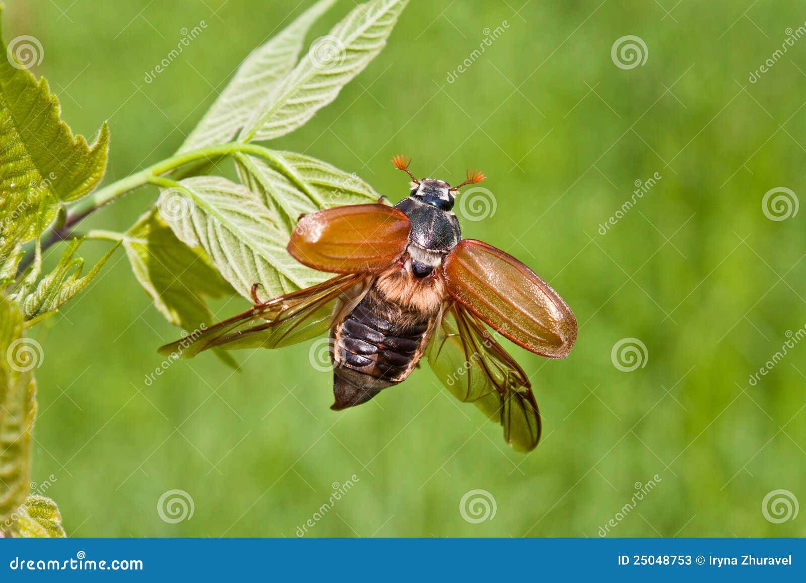 Chafer beetle stock image. Image of iridescent, fauna - 25048753