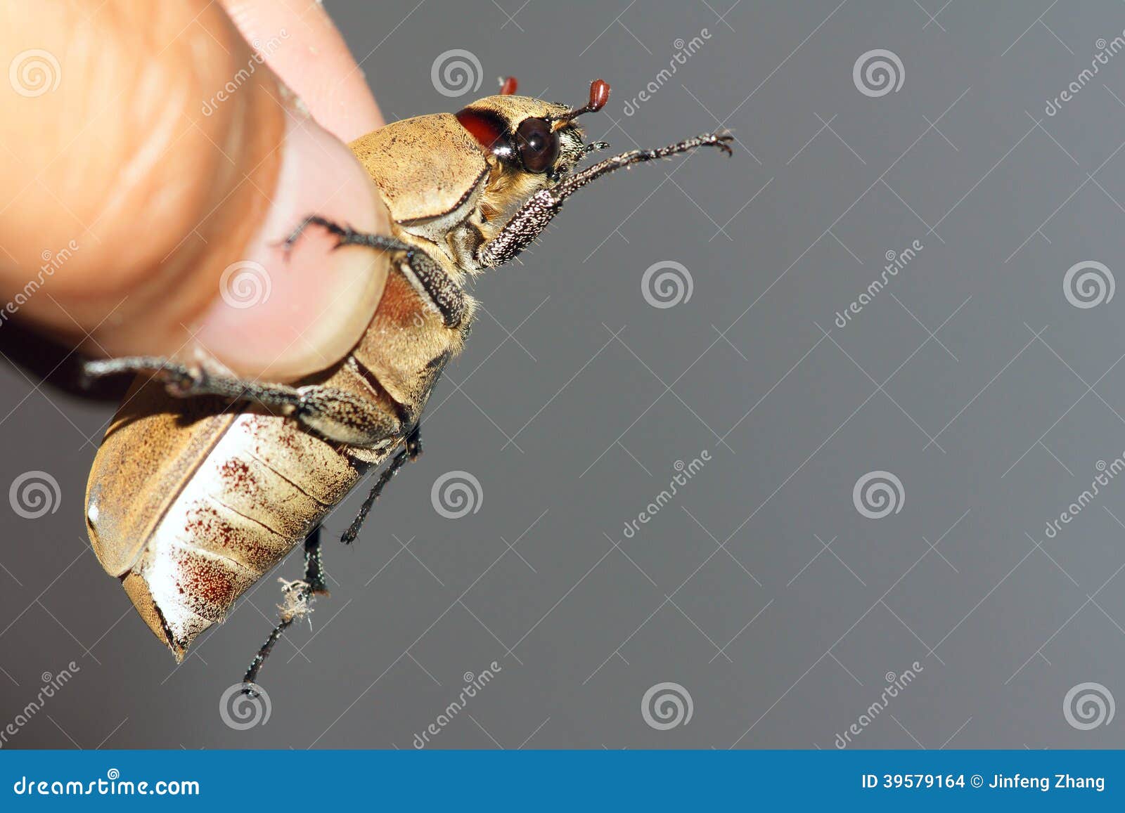 Chafer stock photo. Image of large, wild, animals, finger - 39579164