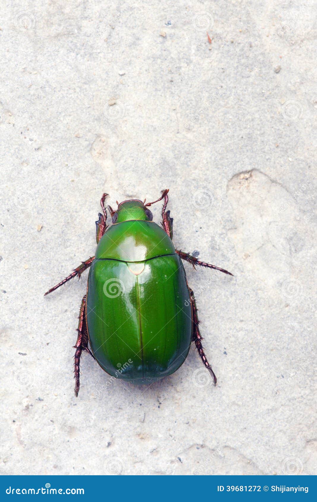 Chafer stock photo. Image of green, animals, wild, life - 39681272
