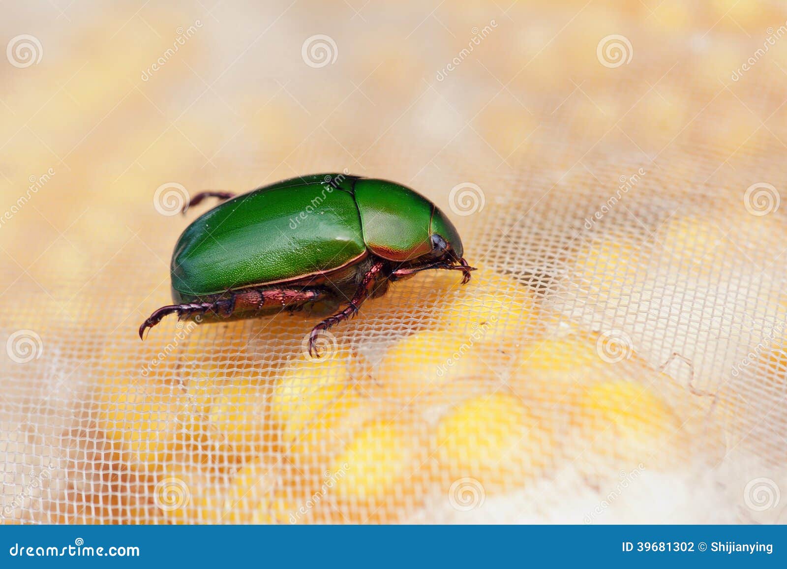 Chafer stock photo. Image of beetle, animals, animal - 39681302