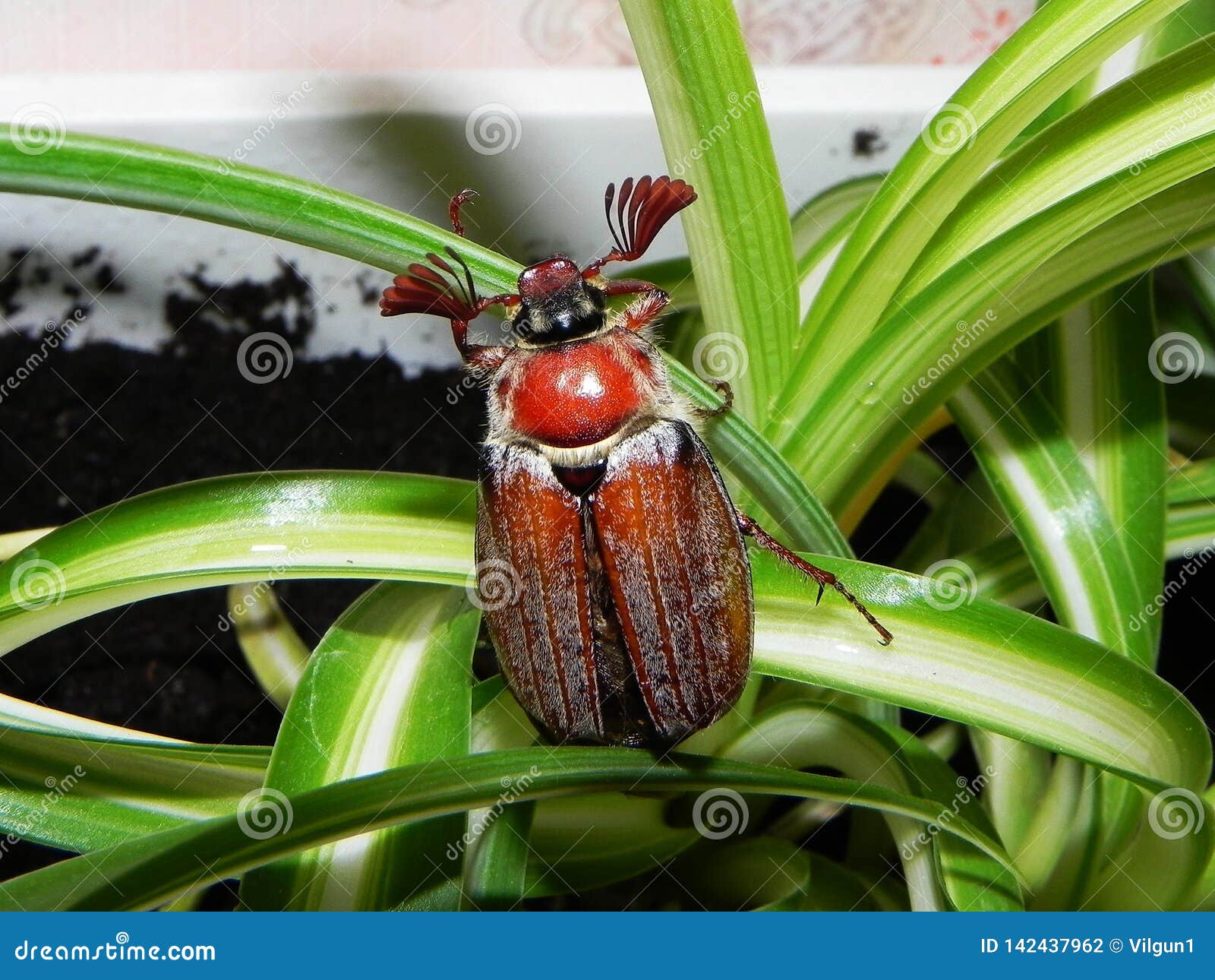 Chafer Closeup. these Beetles Appear only in the Spring Stock Photo ...