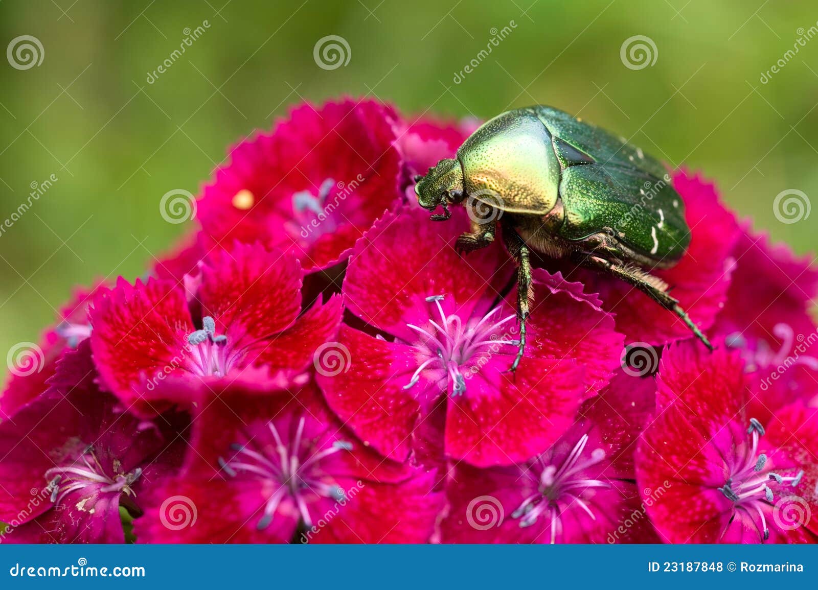 Chafer on a flower stock photo. Image of close, insect - 23187848