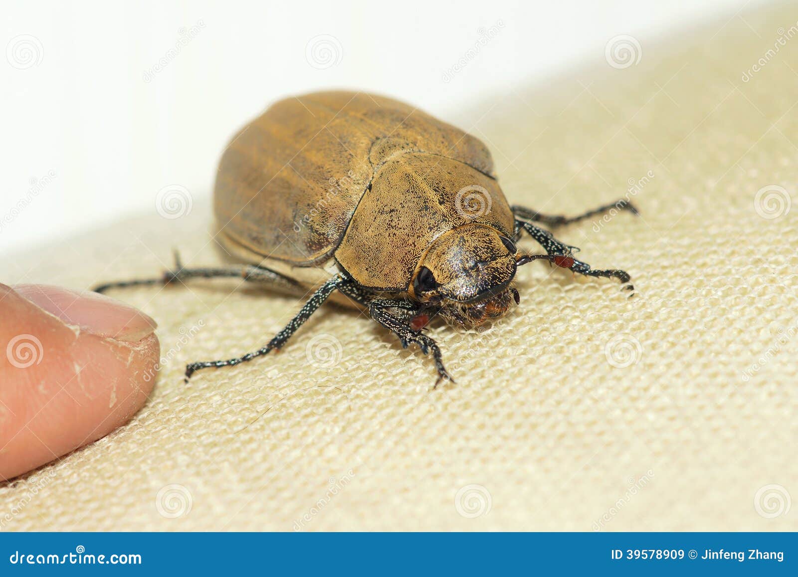 Chafer stock image. Image of animal, closeup, nature - 39578909