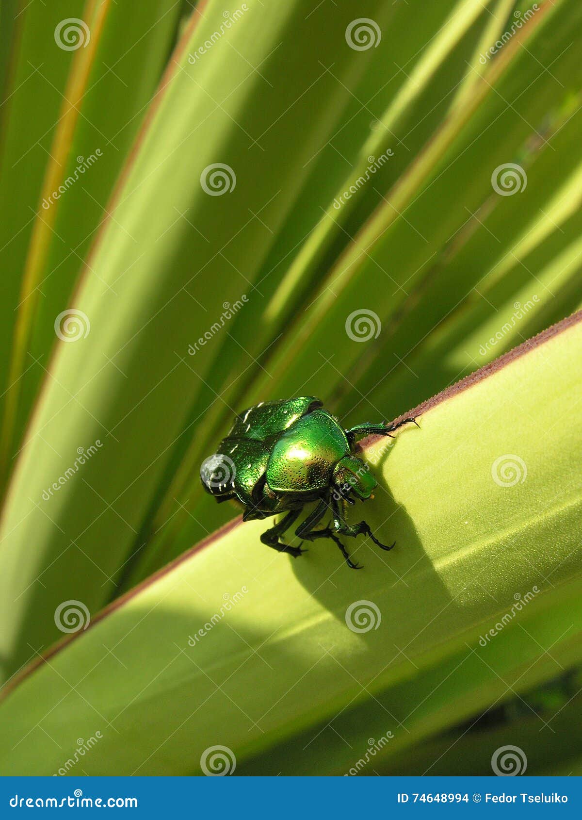 The chafer stock photo. Image of insects, wildlife, fragment - 74648994