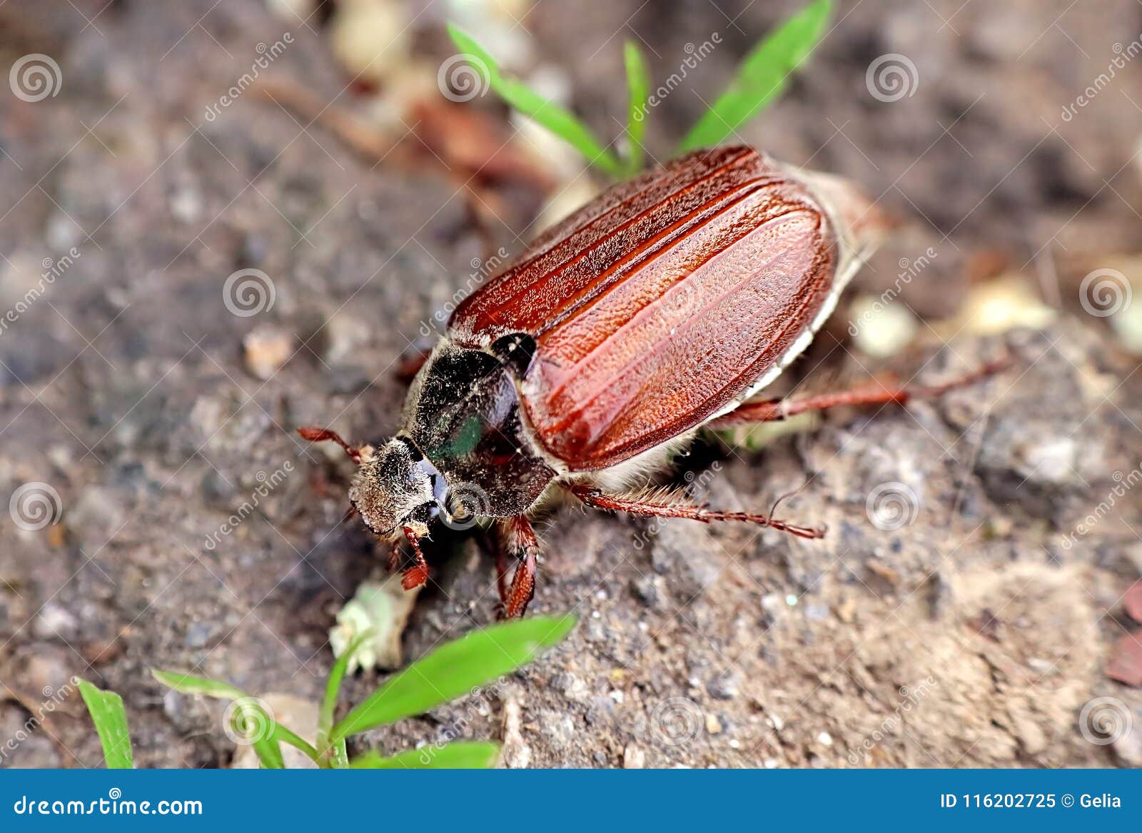 Chafer on the ground stock image. Image of flora, animal - 116202725