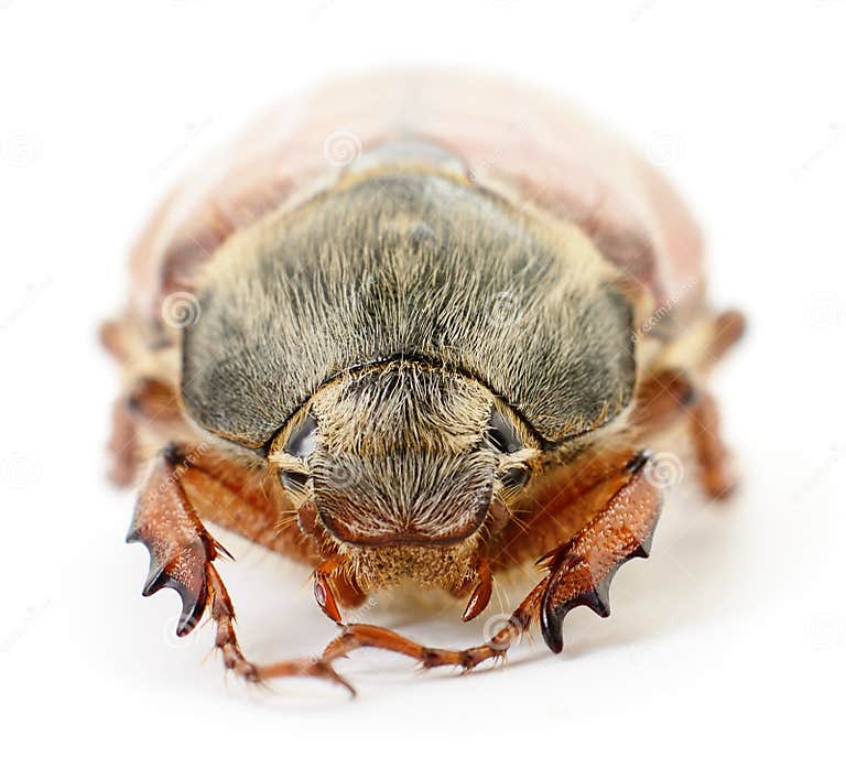 Chafer isolated on white stock photo. Image of brown - 54601056