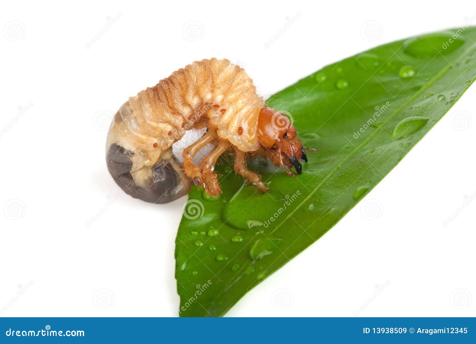 Chafer larva stock image. Image of bait, leaf, beetle - 13938509